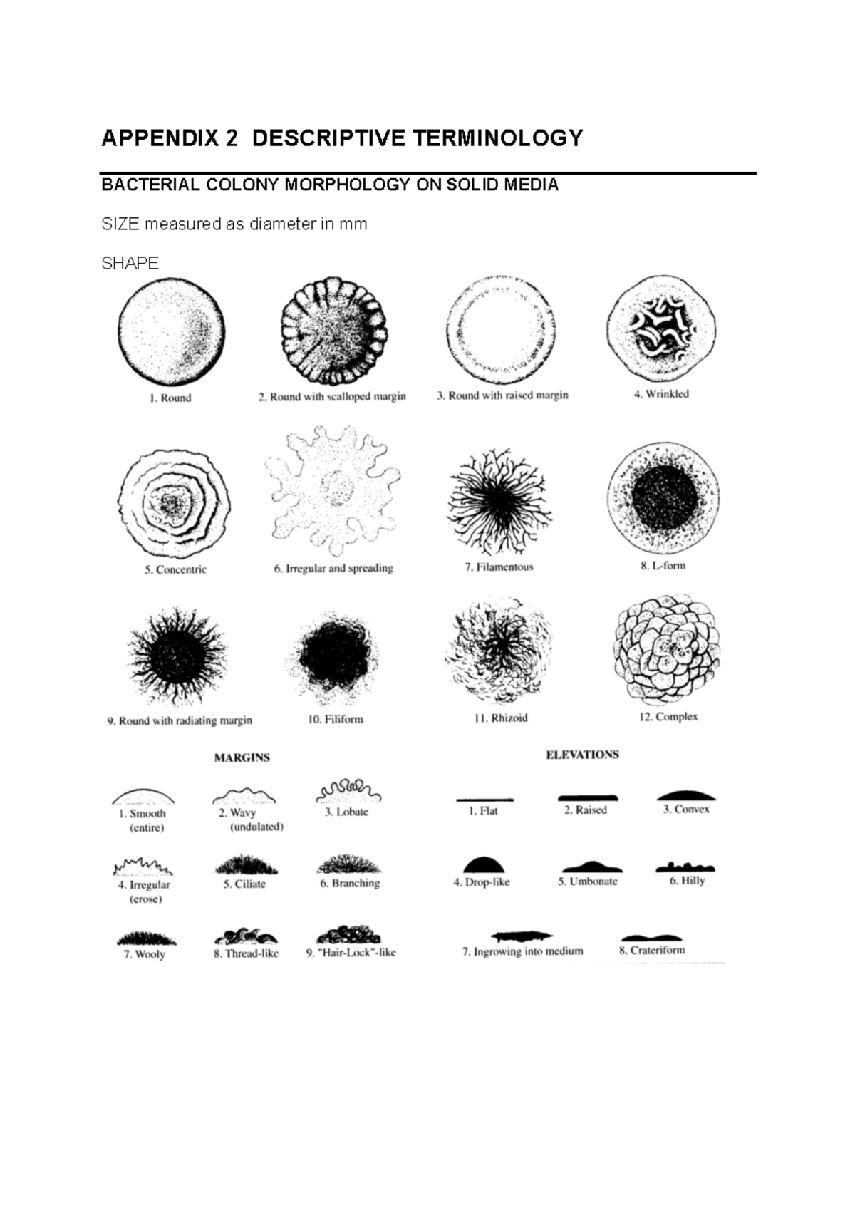 Describing Bacteria - APPENDIX 2 DESCRIPTIVE TERMINOLOGY BACTERIAL ...
