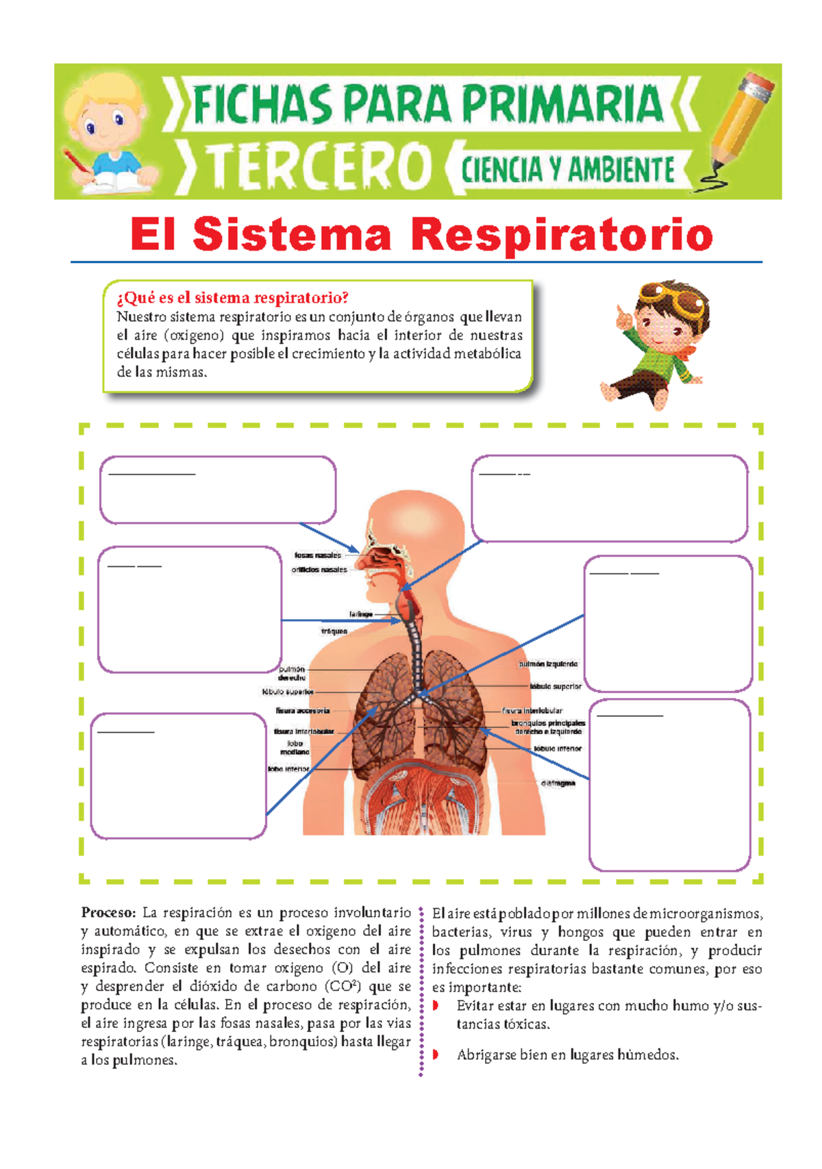 Partes-del-Sistema-Respiratorio-para-Tercero-de-Primaria - ¿Qué es el ...