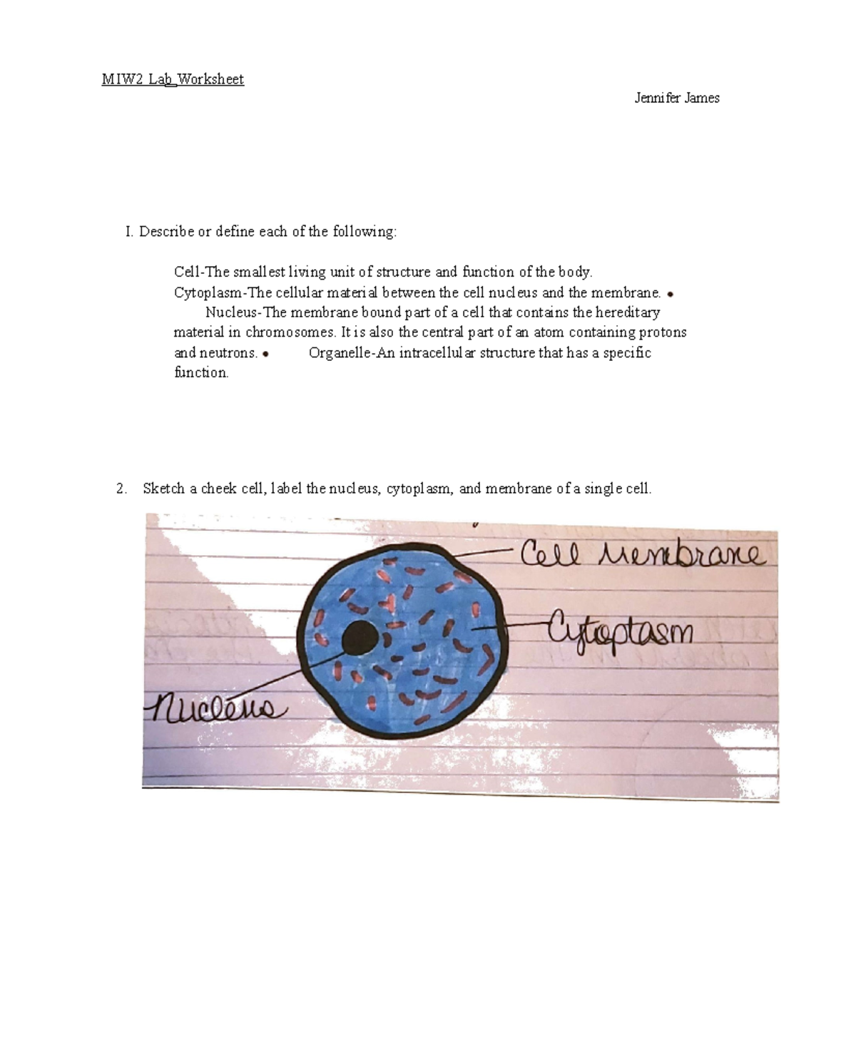 PEDS 3 - Assignment with graphics mitosis/meosis - MIW2 Lab Worksheet ...