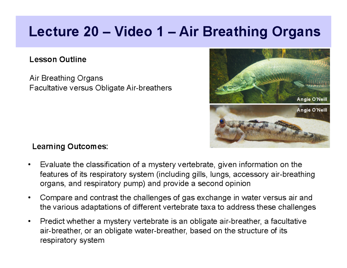 Lecture 20 Lecture Slides Respiration and Circulation - Lecture 20 ...