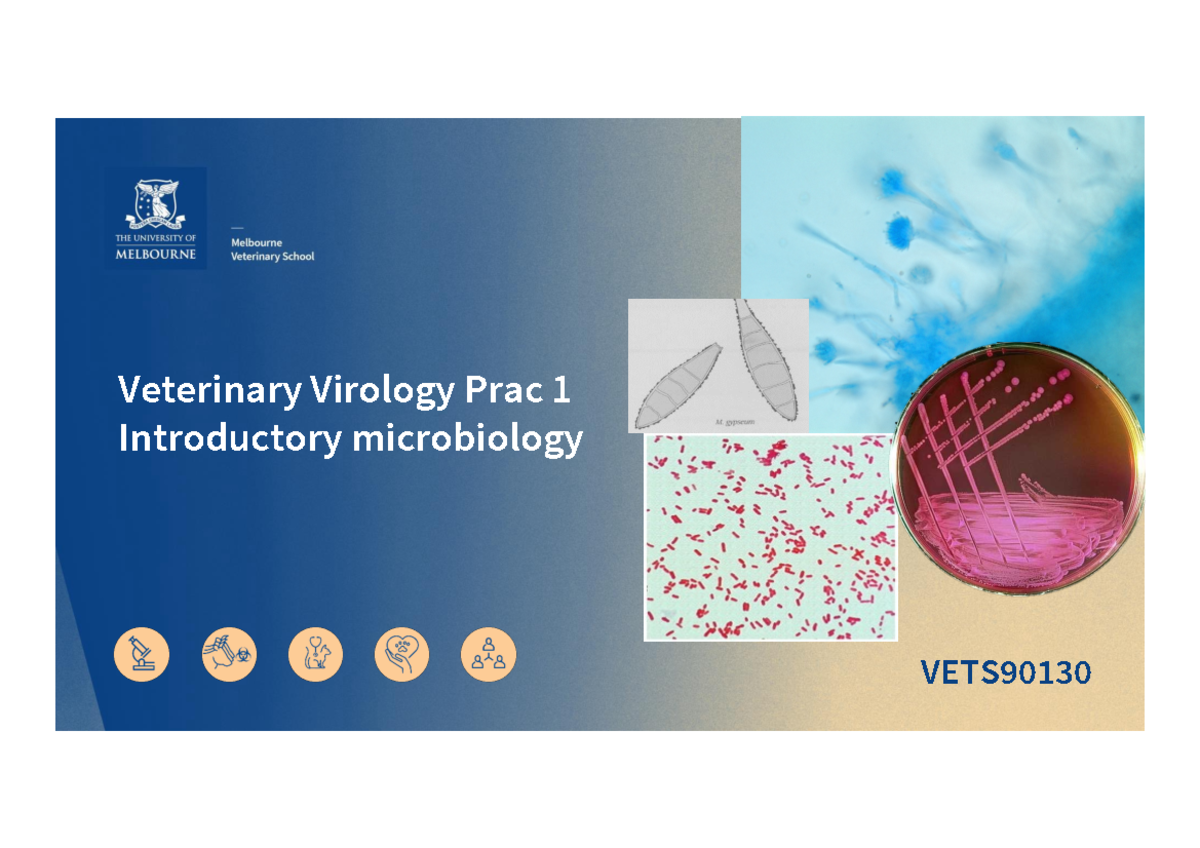 VV - 1. List and describe the three main types of viral nucleocapsid ...