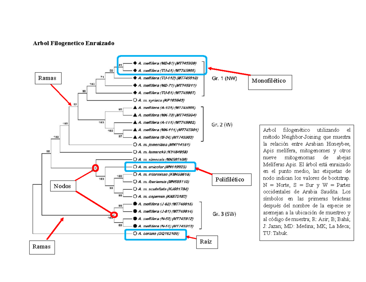 Arbol Filogenetico Enraizado - El árbol está enraizado en el punto ...