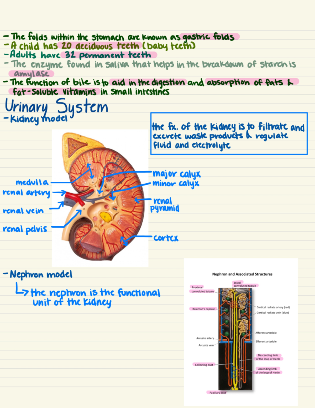 Upload 6 - urinary system - BIOL2402 - Studocu
