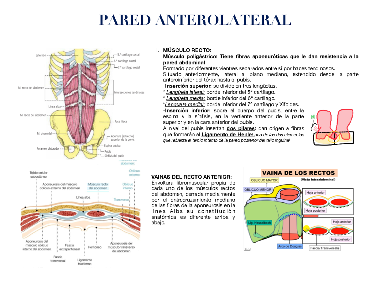 Pared anterolateral - PARED ANTEROLATERAL 1. MÚSCULO RECTO: Músculo ...