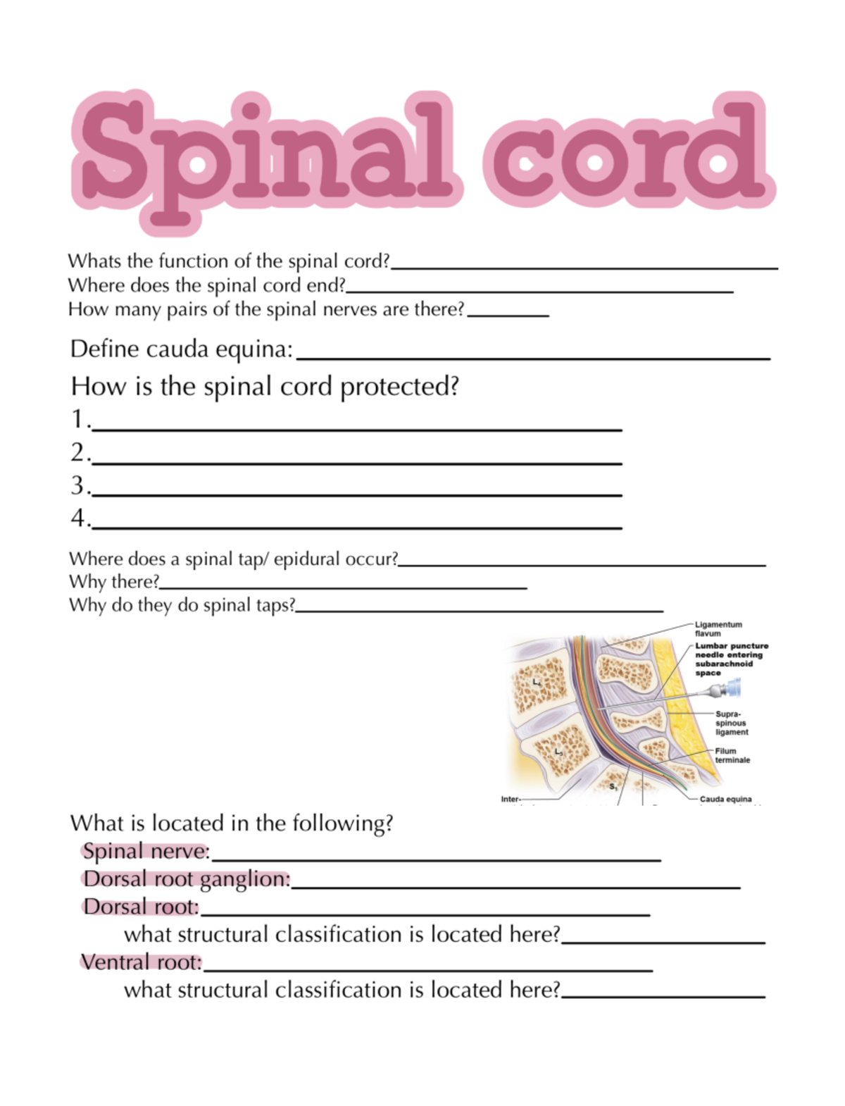 Spinal cord for A&P 1 lecture - BIOL 105C - Studocu