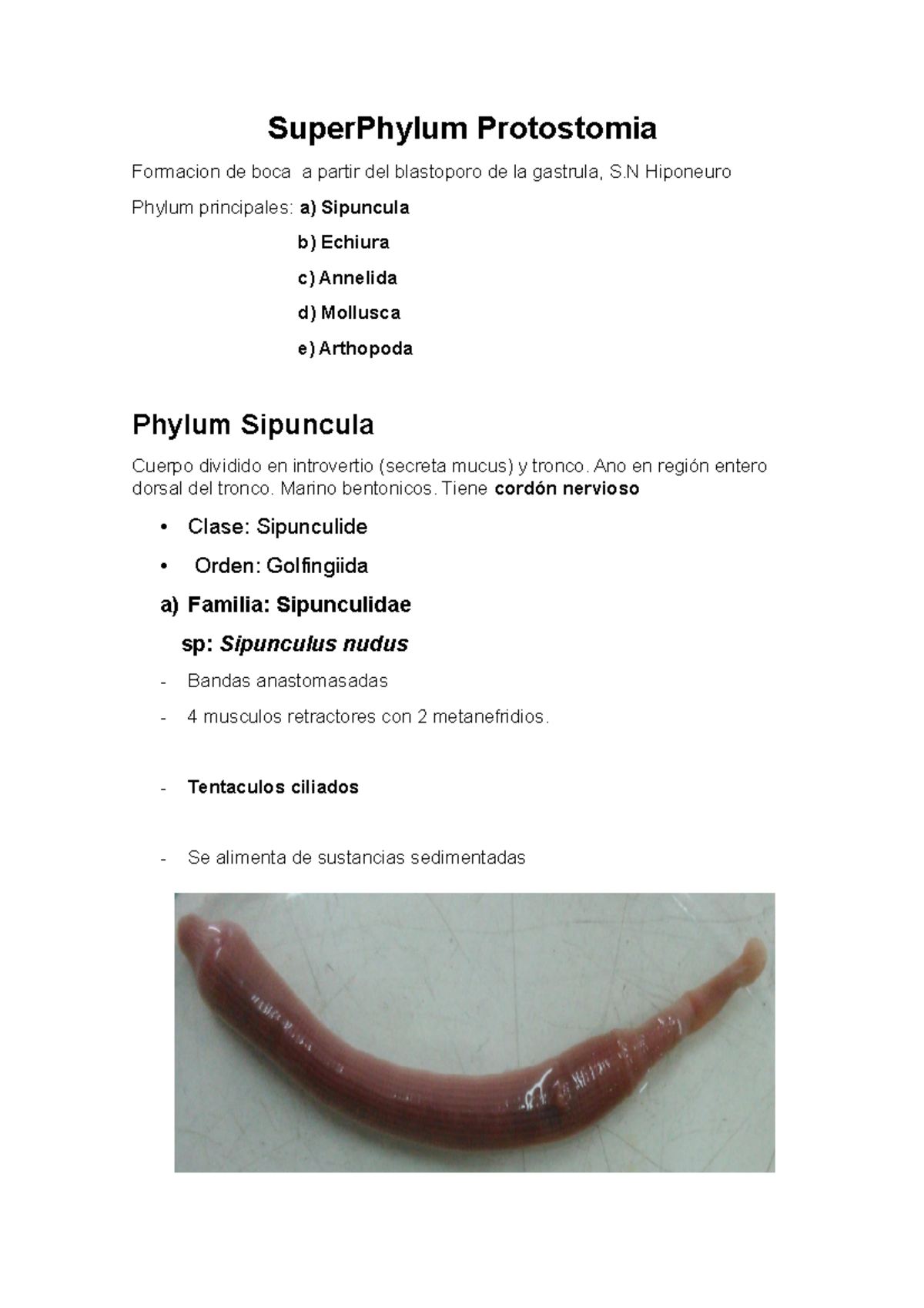 Parcial DE Malaco LAB 2018 - SuperPhylum Protostomia Formacion de boca ...