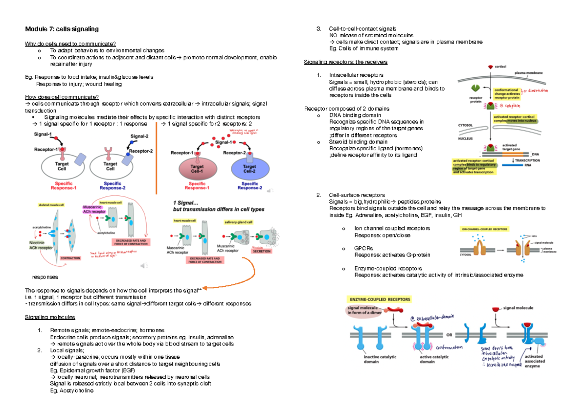 Module 7 notes - Module 7: cells signaling Why do cells need to ...