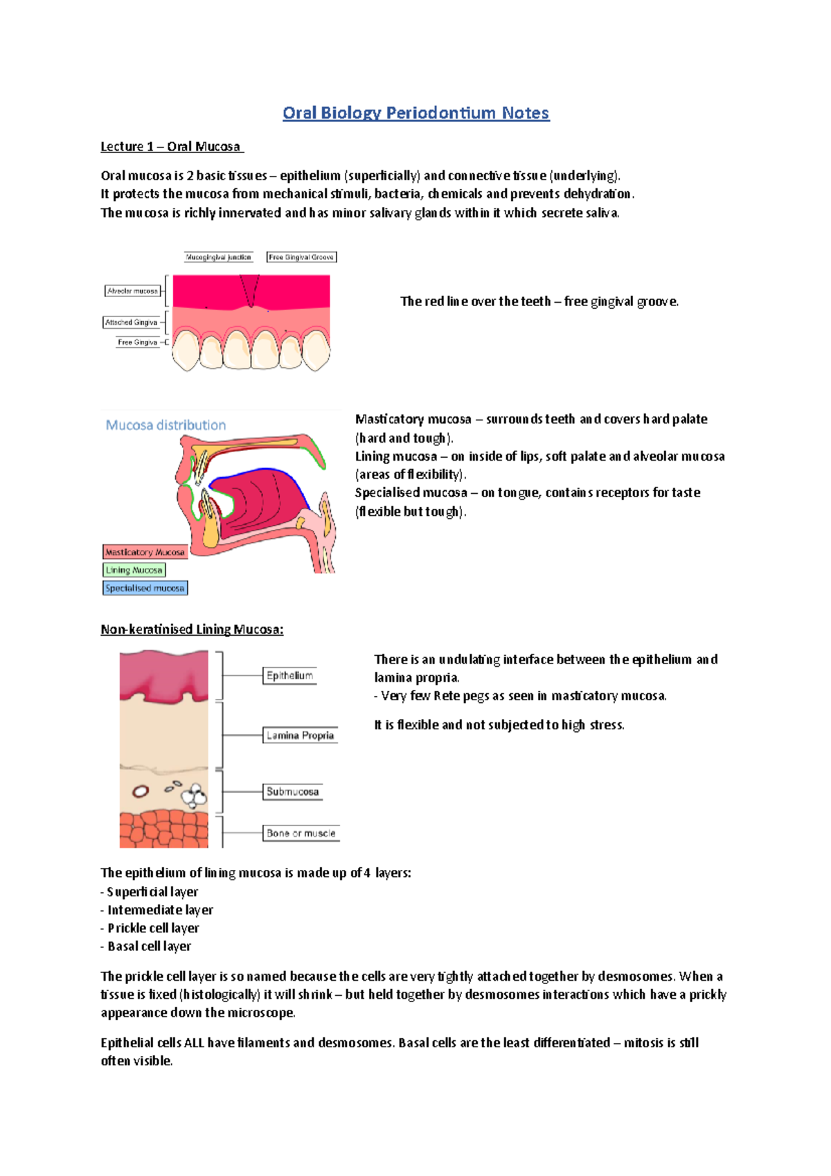 Oral Biology - Periodontium - Oral Biology Periodontium Notes Lecture 1 ...