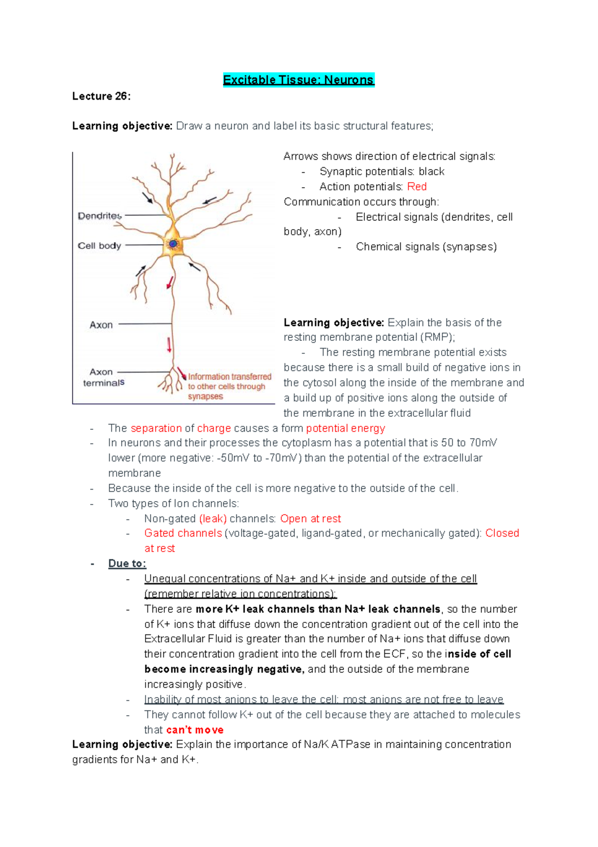 Neurons lecture 26-28 - Excitable Tissue: Neurons Lecture 26: Learning ...