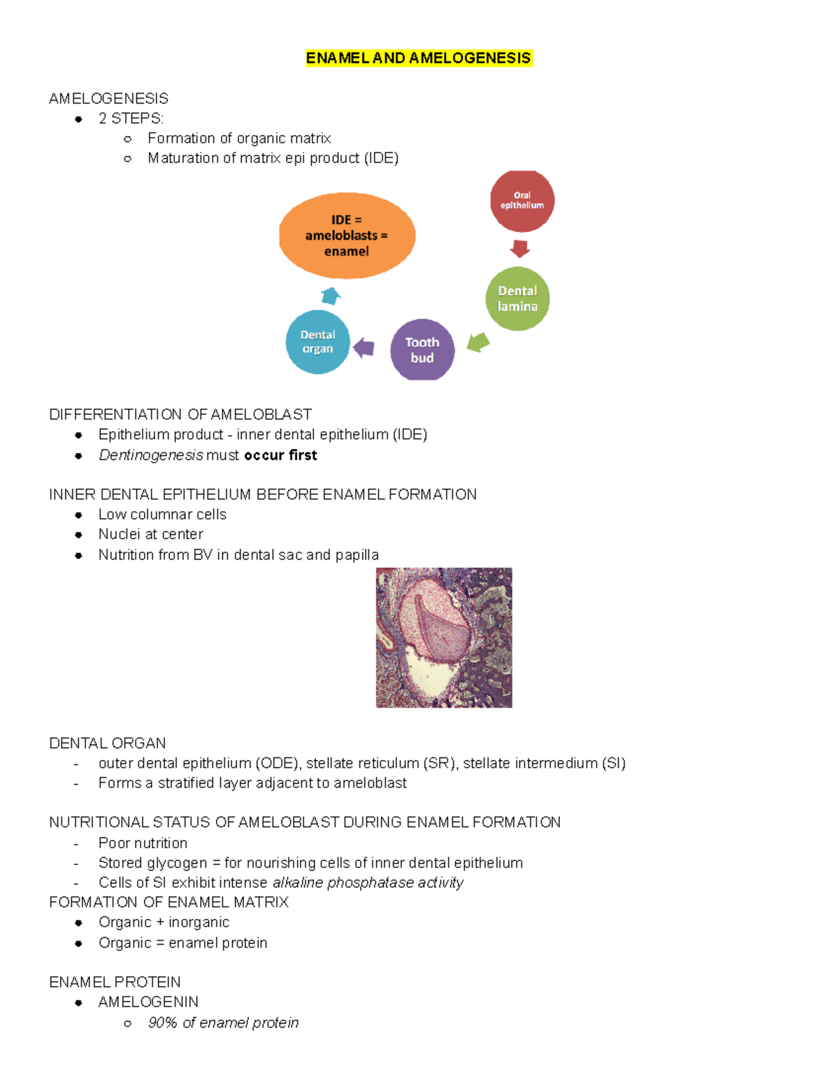 Oral Histology Enamel and Amelogenesis - ENAMEL AND AMELOGENESIS ...