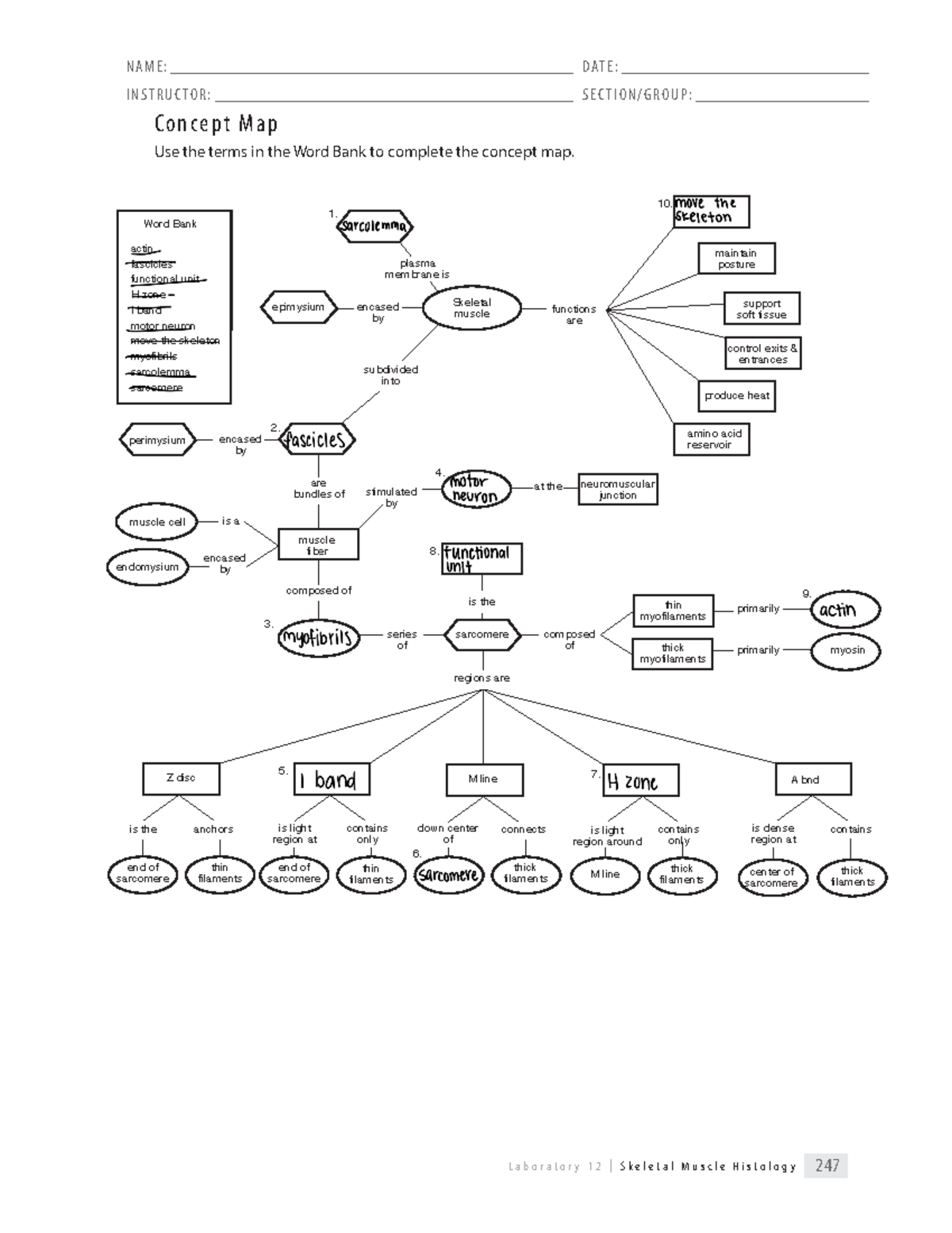 Laboratory 12 - Concept Map - L a b o r a t o r y 1 2 | S k e l e t a l ...