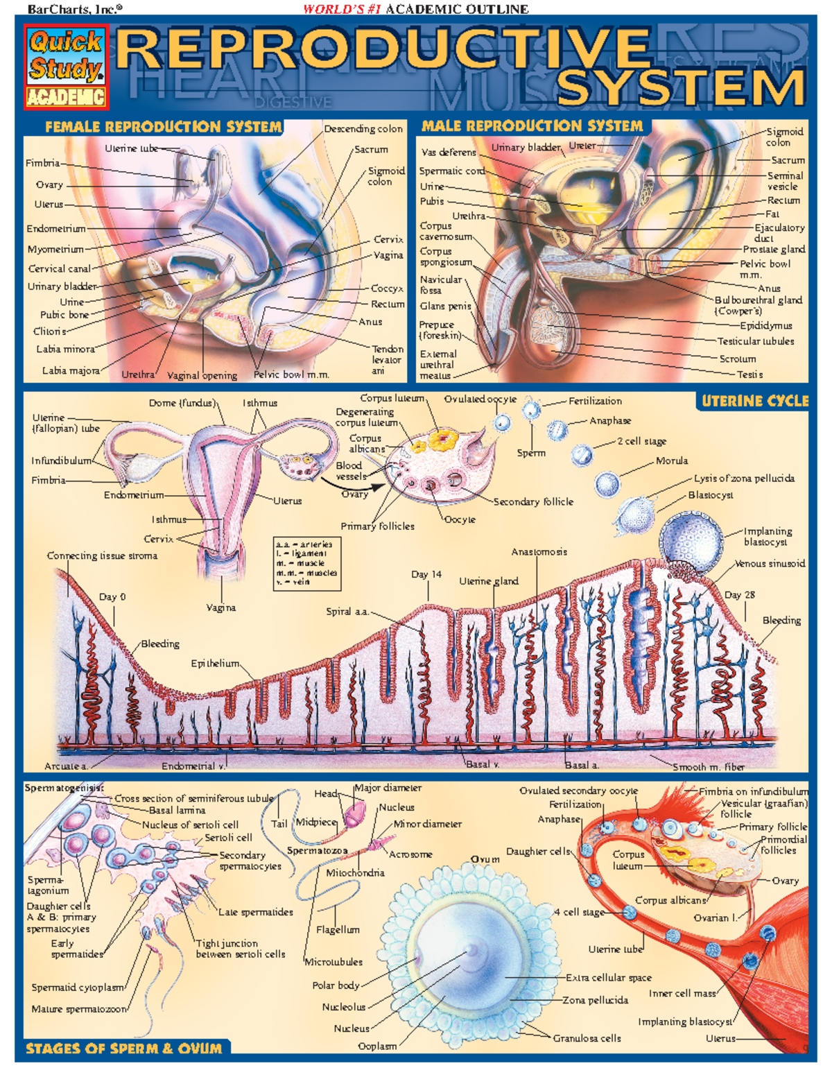 Inc. Barcharts - Bar Charts Quick Study Reproductive System-Barcharts ...