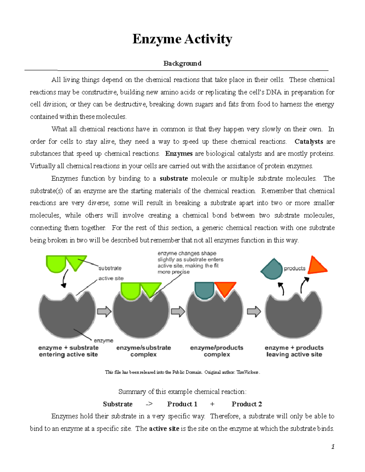 Backg Pre-Lab Lab Assig Enzyme Activity - Enzyme Activity Background ...