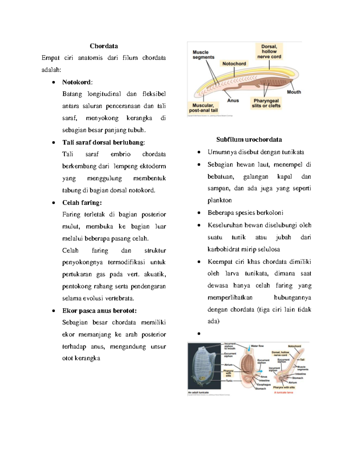 Chordata - Chordata Empat ciri anatomis dari filum chordata adalah ...