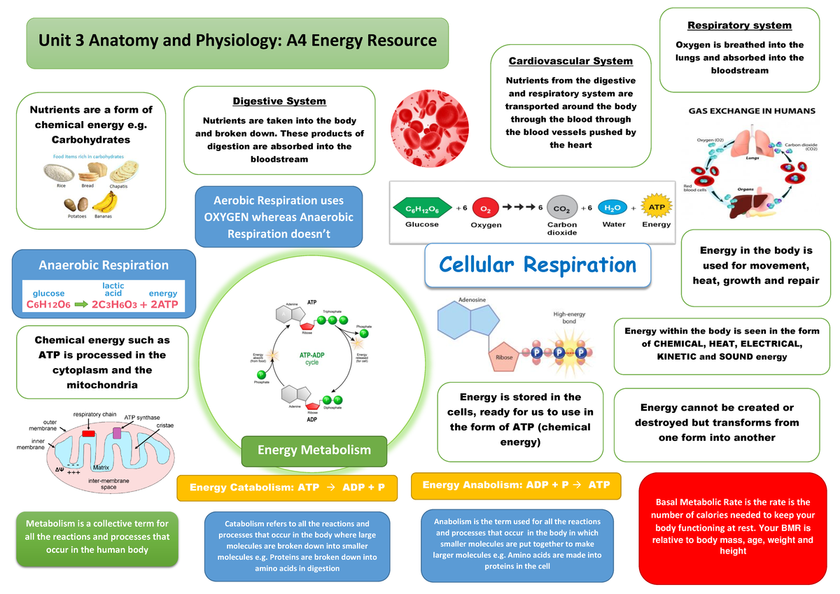 A4 Energy A3 Resource - very detailed - Cellular Respiration Energy ...
