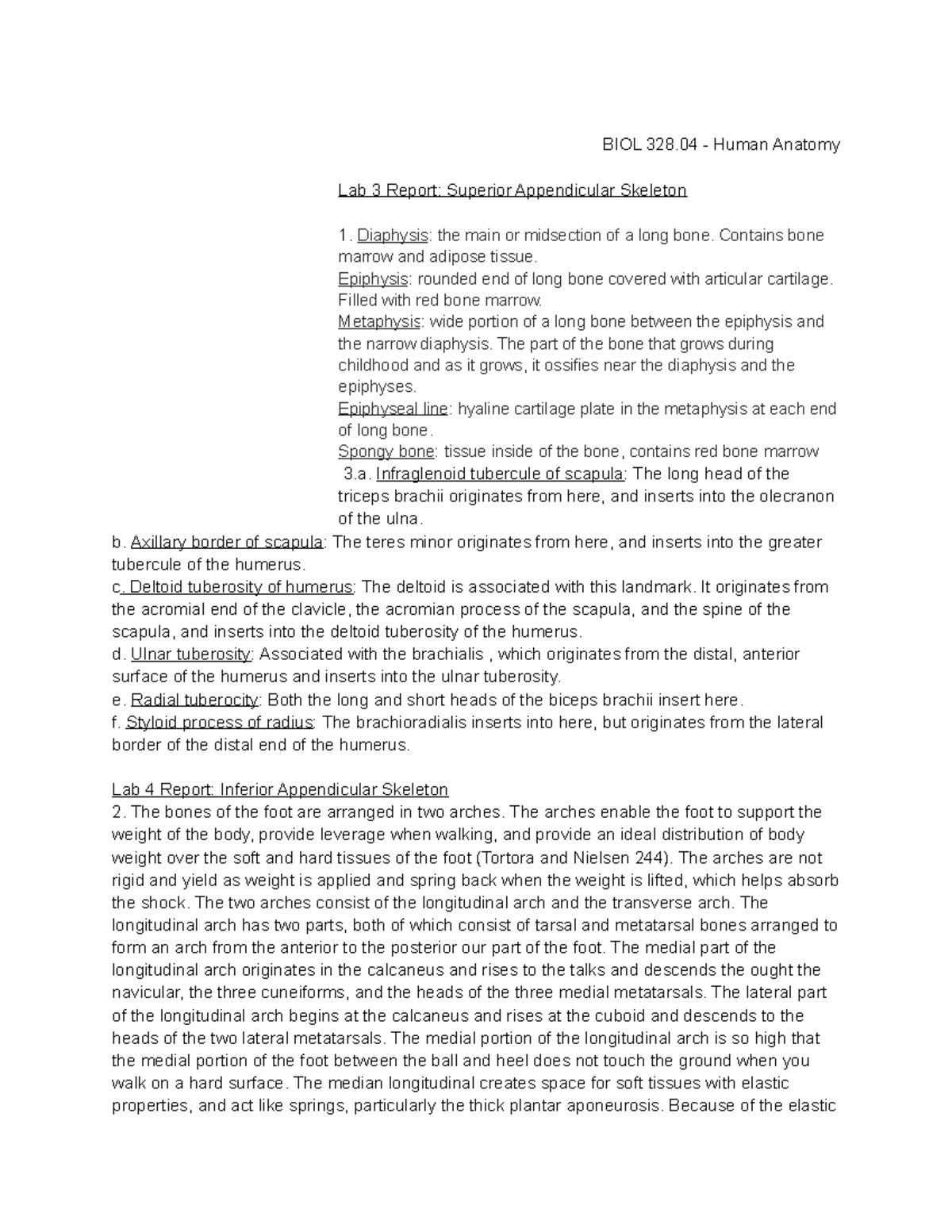 Anatomy Lab Report 4 - BIOL 328 - Human Anatomy Lab 3 Report: Superior ...