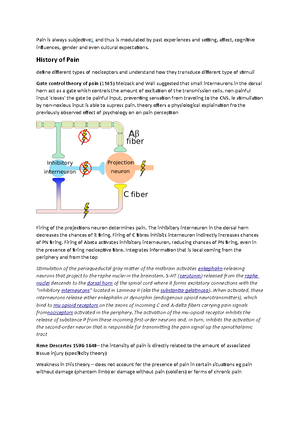 L3 Chemical Anatomy of Pain - Human nociceptors are also subdivided in ...