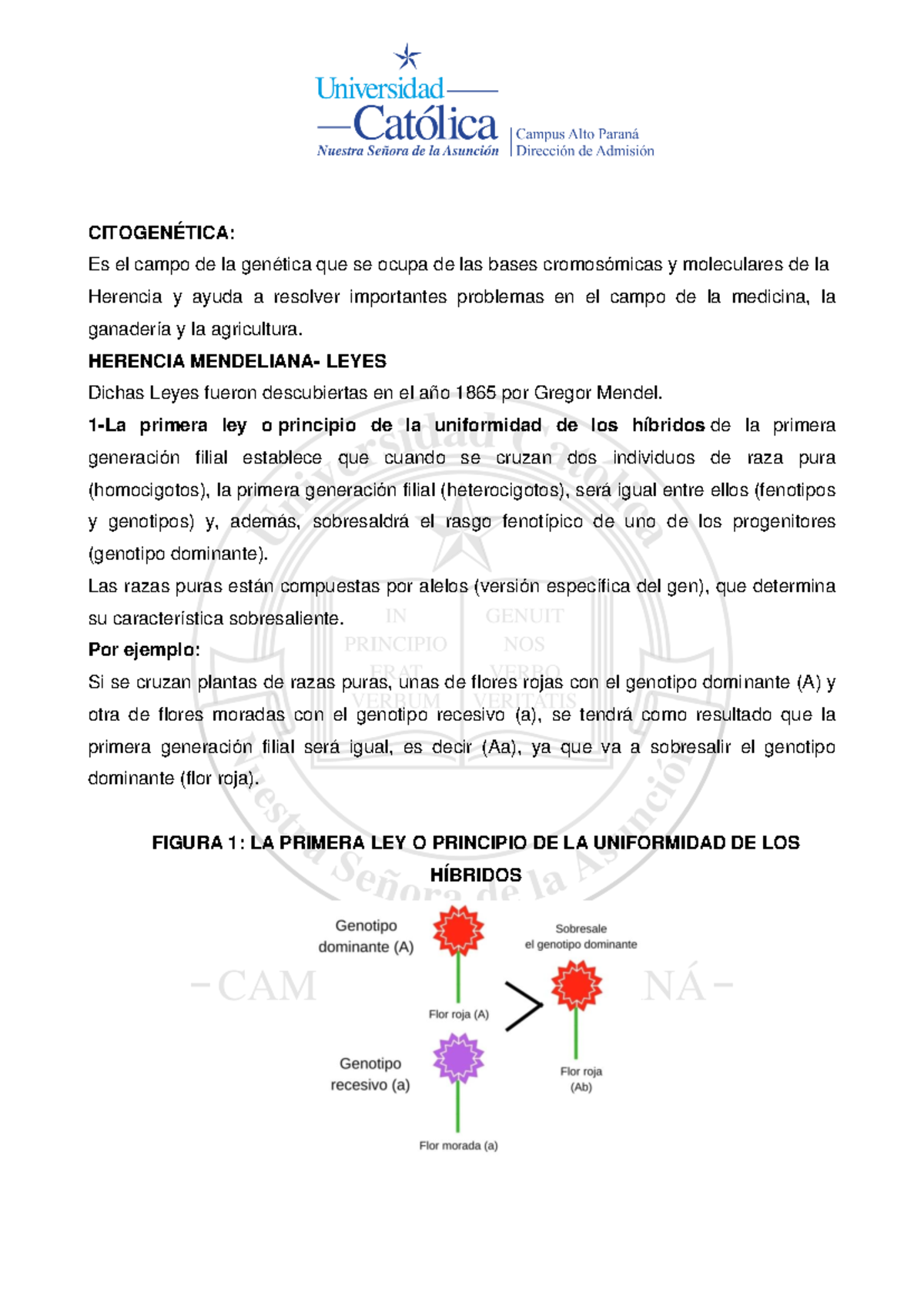 Citogenetica - Citogenética - CITOGENÉTICA: Es el campo de la genética ...