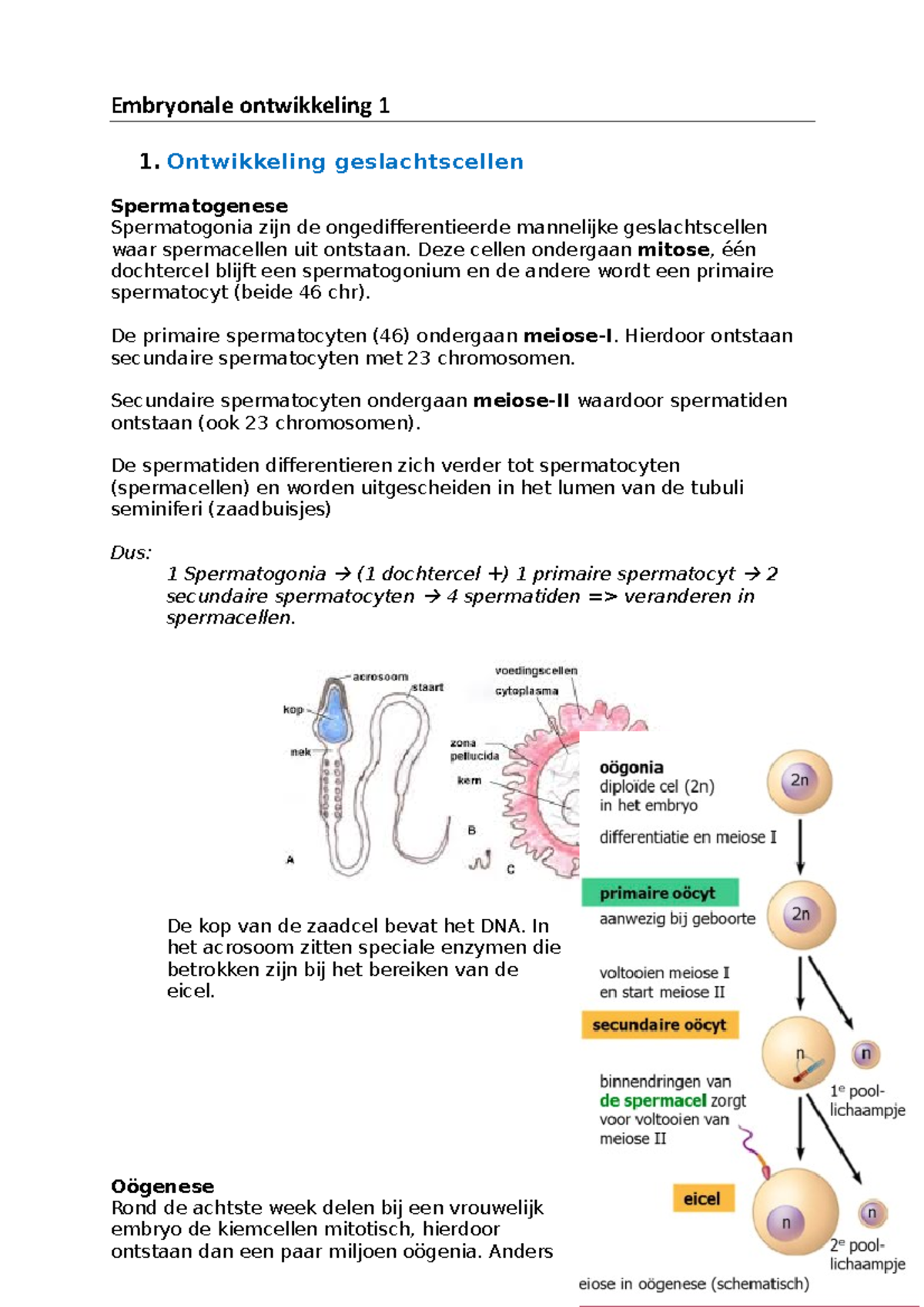 Samenvatting Embryonale ontwikkeling 1+2 E-learnings - Embryonale ...