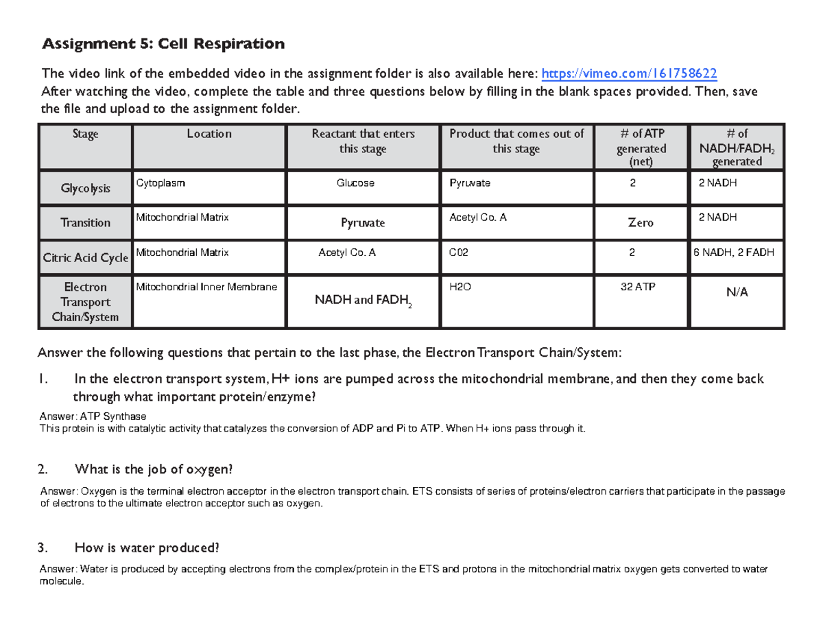 Cellular Respiration Worksheet - Answer the following questions that ...