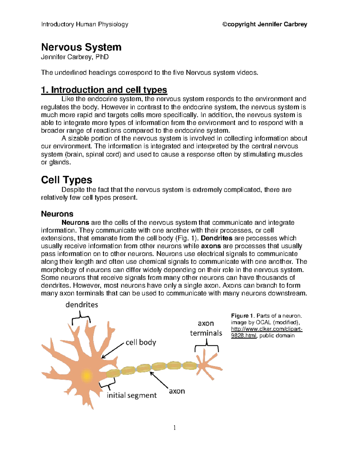 Nervous System notes Duke Intro - Nervous System Jennifer Carbrey, PhD ...