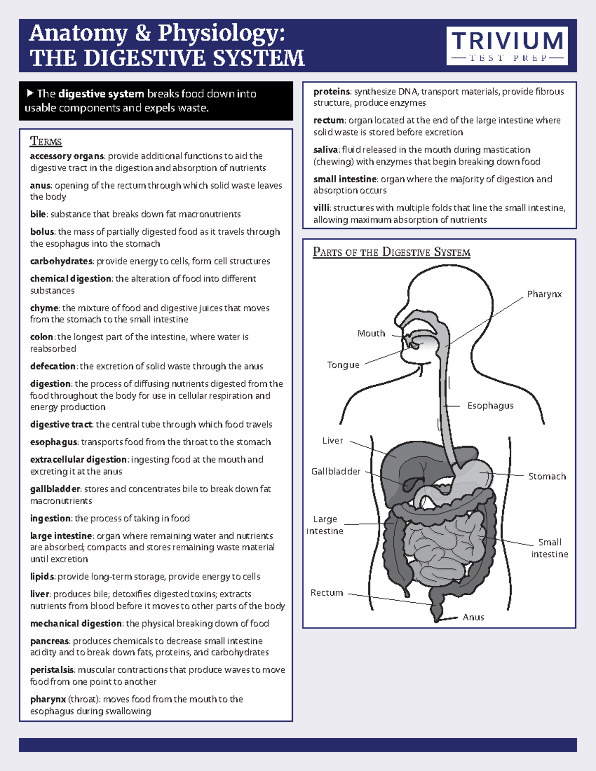 Digestive system - nothing - Anatomy & Physiology: THE DIGESTIVE SYSTEM ...