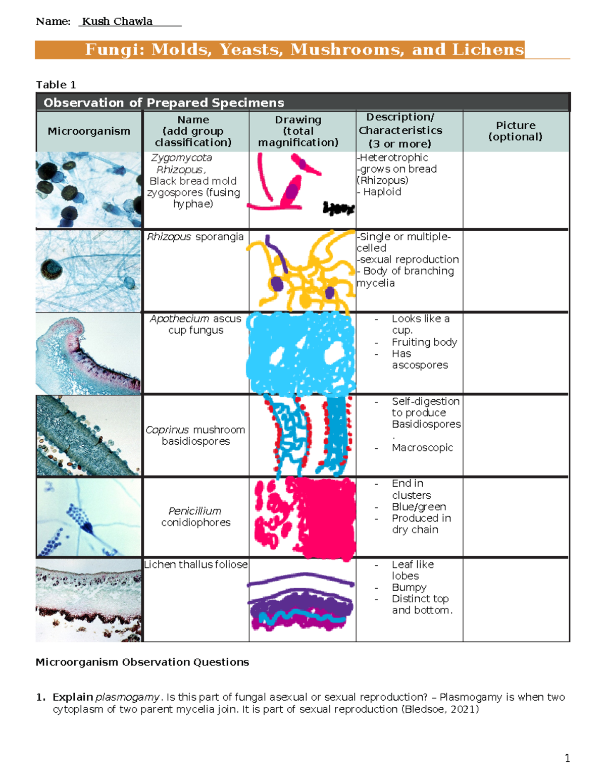 W3 Lab Worksheet Fungi - Fungi: Molds, Yeasts, Mushrooms, and Lichens ...