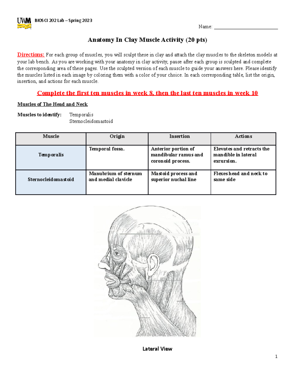 Anatomy In Clay Muscle Activity - Spring 2023 - Name ...