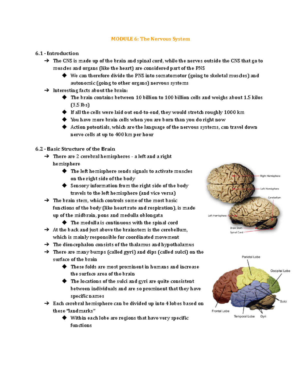 Module 6 The Nervous System Module 6 The Nervous System 6 Introduction The Cns Is Made Up