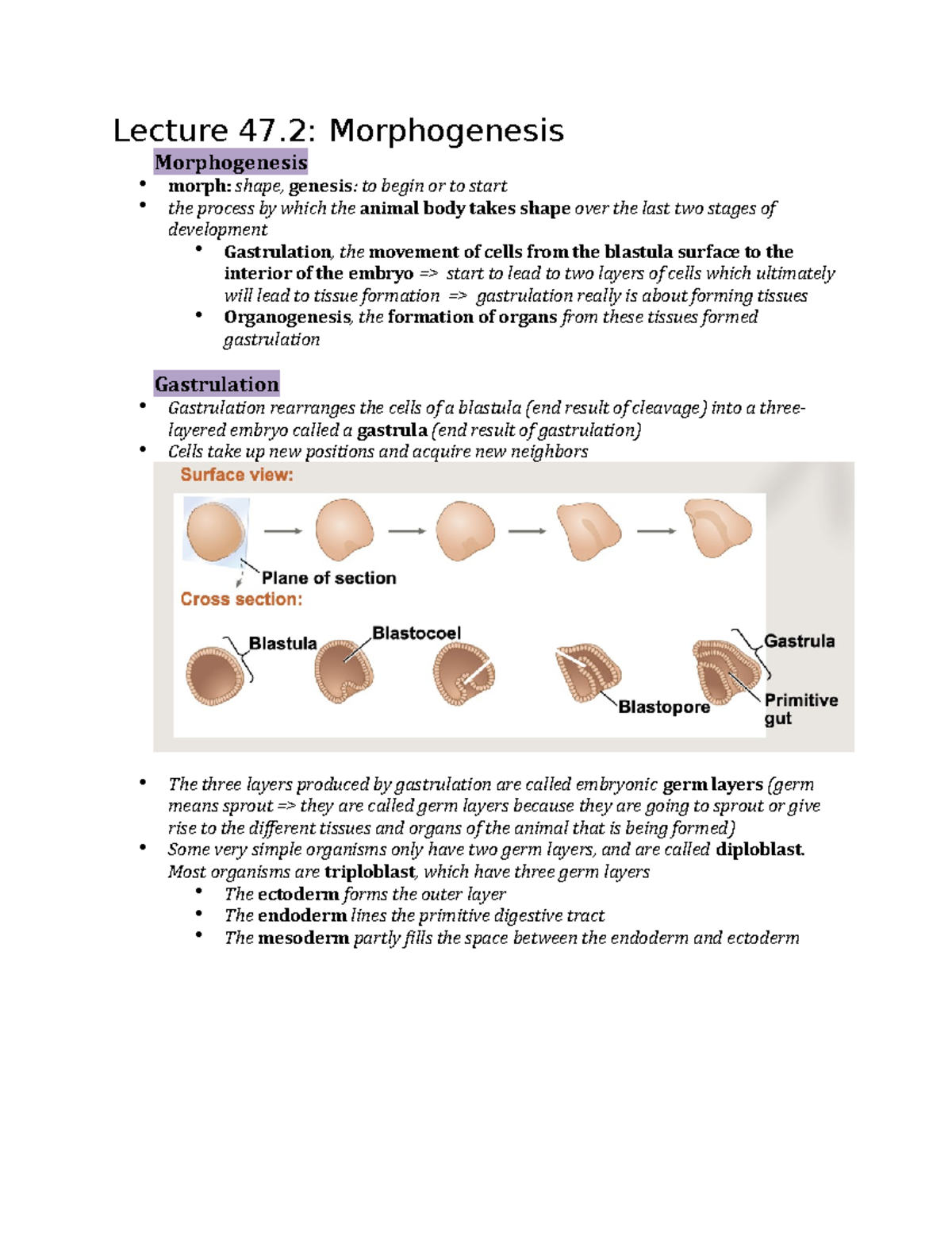 Chapter 47 part - Lecture 47: Morphogenesis Morphogenesis morph: shape ...