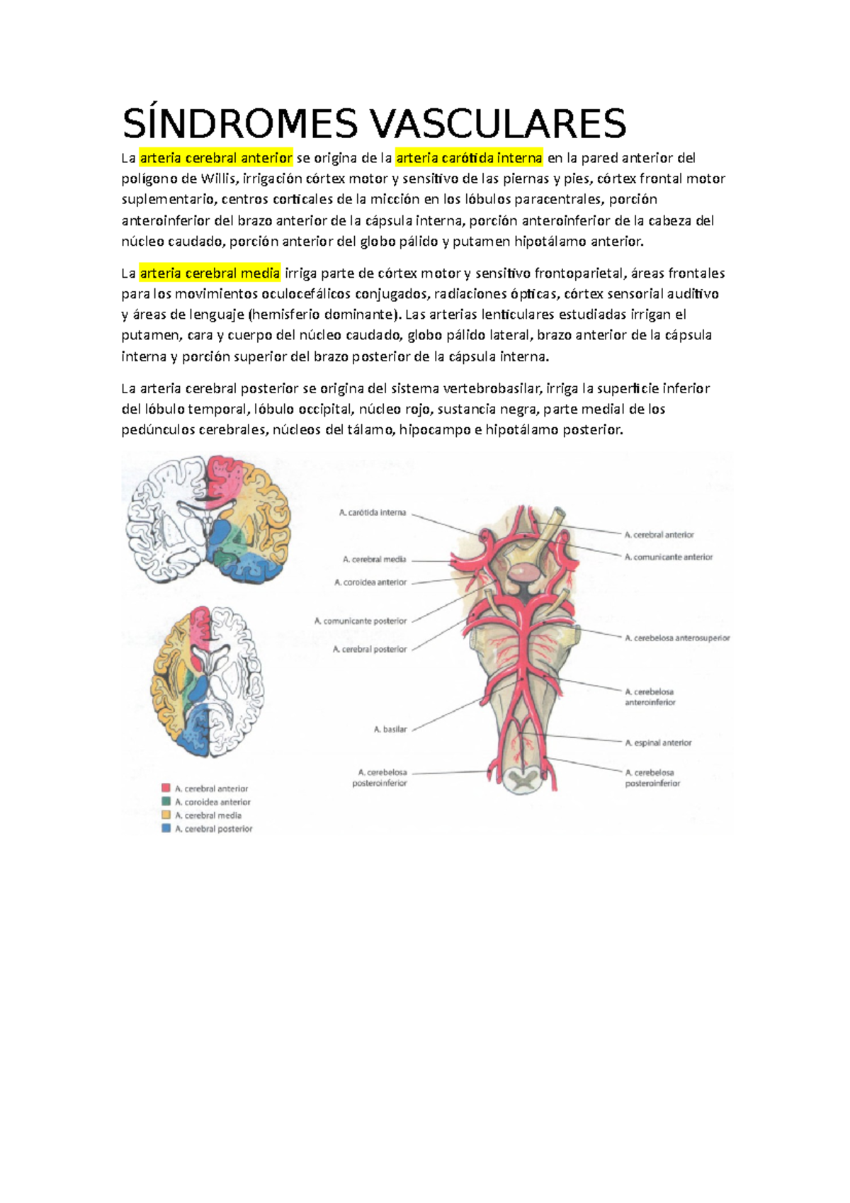 Sindromes Vasculares - SÍNDROMES VASCULARES La arteria cerebral anterior se origina de la ...