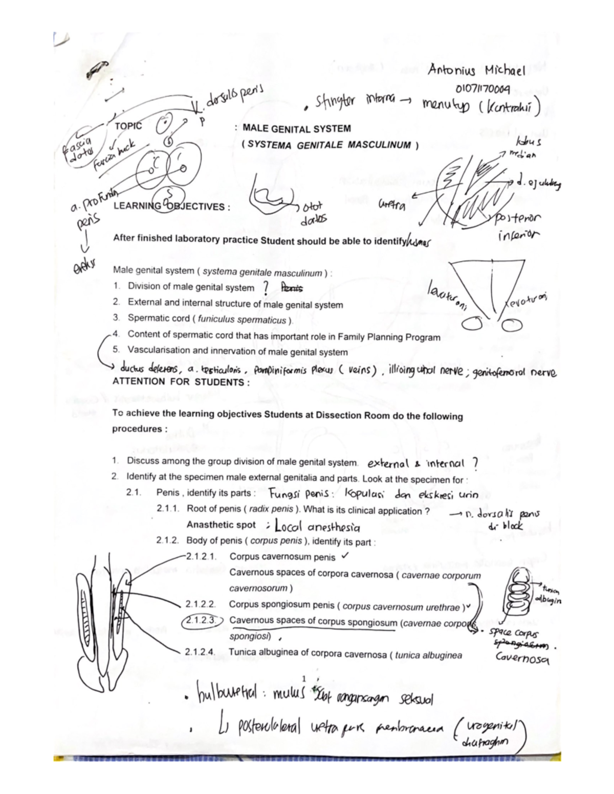 Lab Anatomi Genitalia Pria - Kidney and Genitourinary system - Studocu
