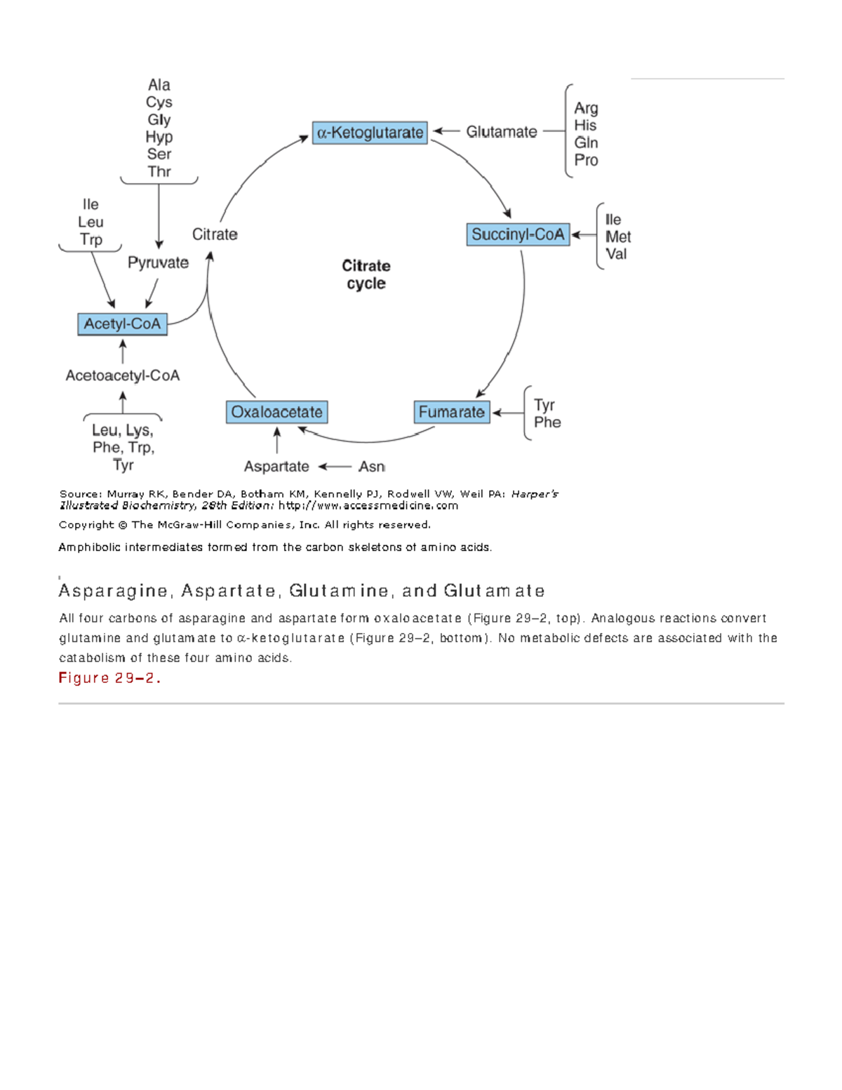 Harpers illustrated biochemistry 28th edition 57 - Am phibolic int erm ...