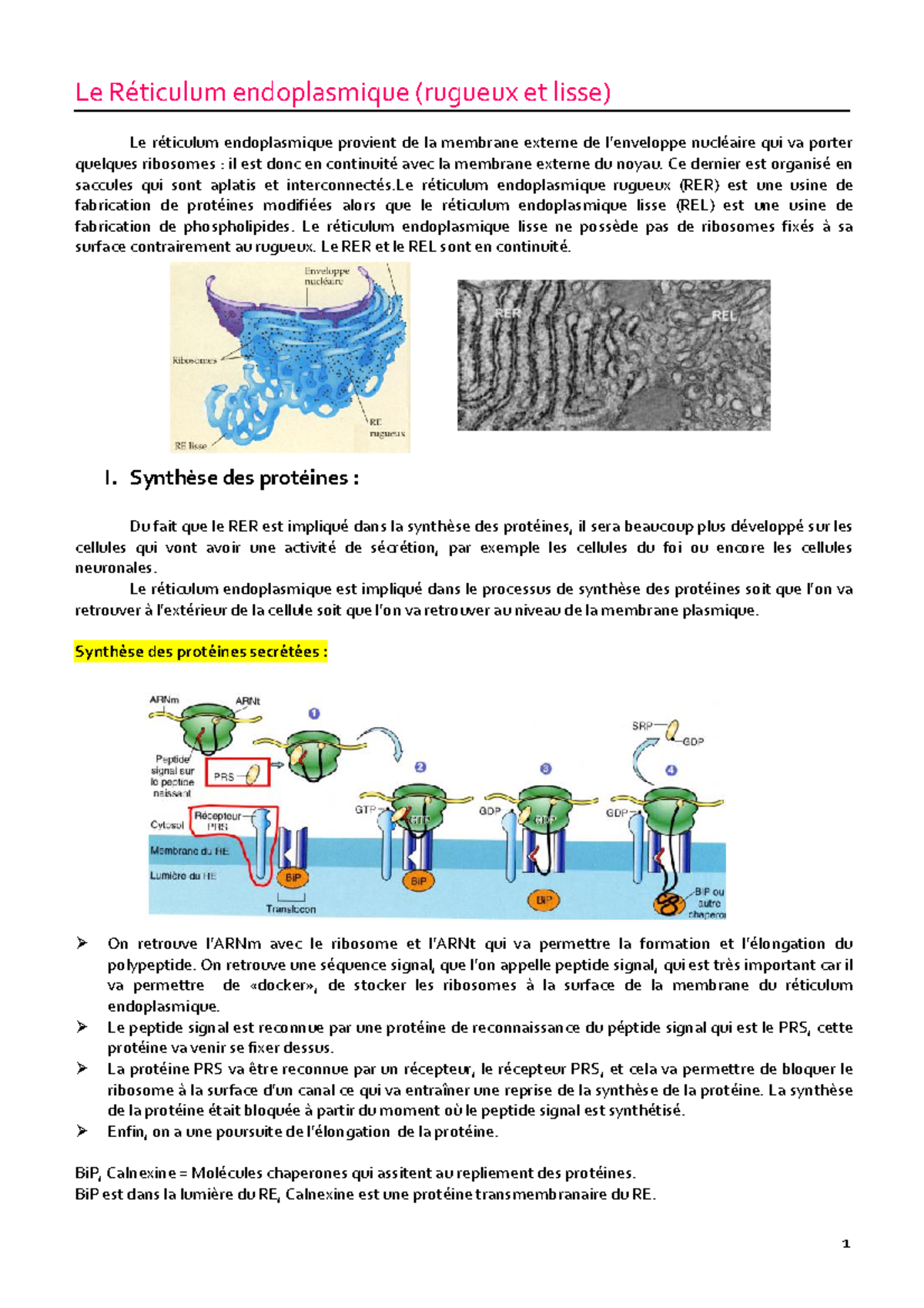 Le réticulum endoplasmique REG REL - Le Réticulum endoplasmique ...