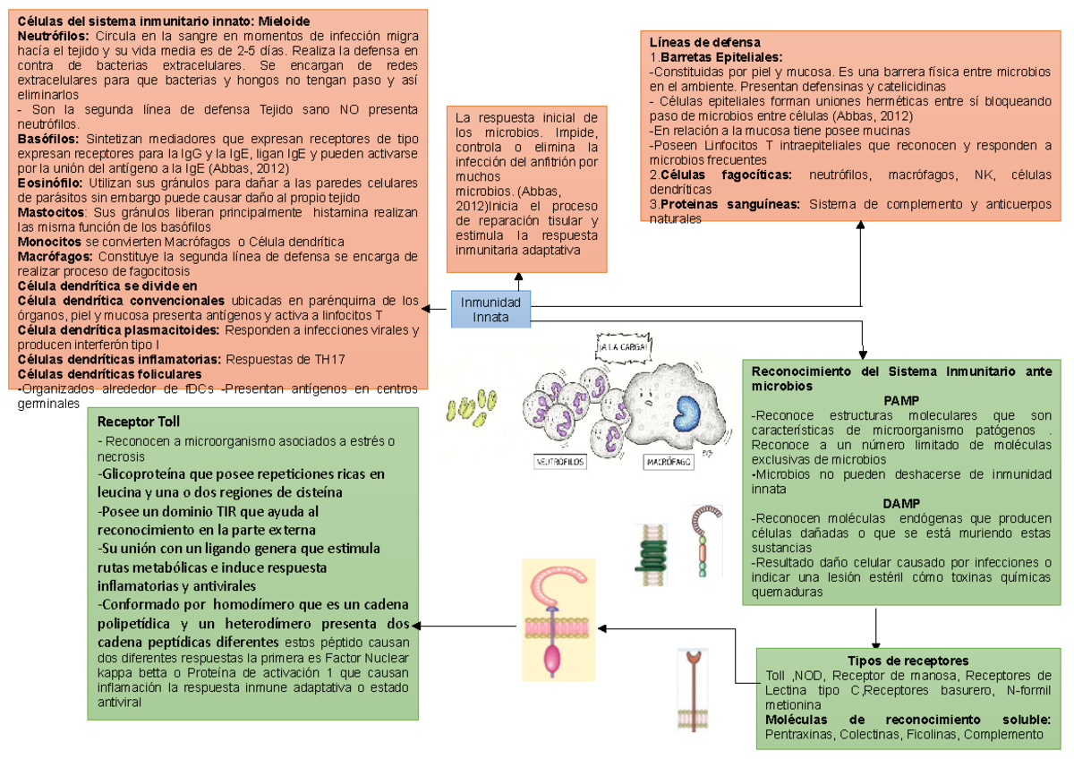 Mapa Inmuno - Inmunidad Innata Reconocimiento del Sistema Inmunitario ...