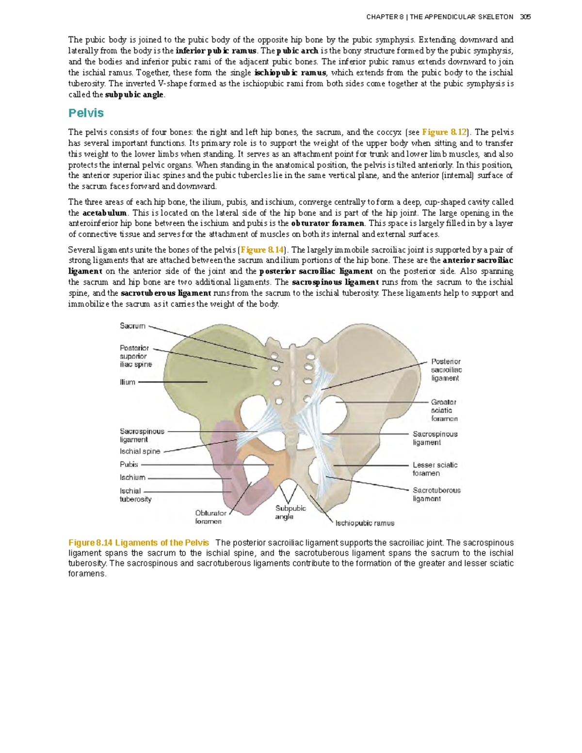 Anatomy-physiology-105 - The pubic body is joined to the pubic body of ...