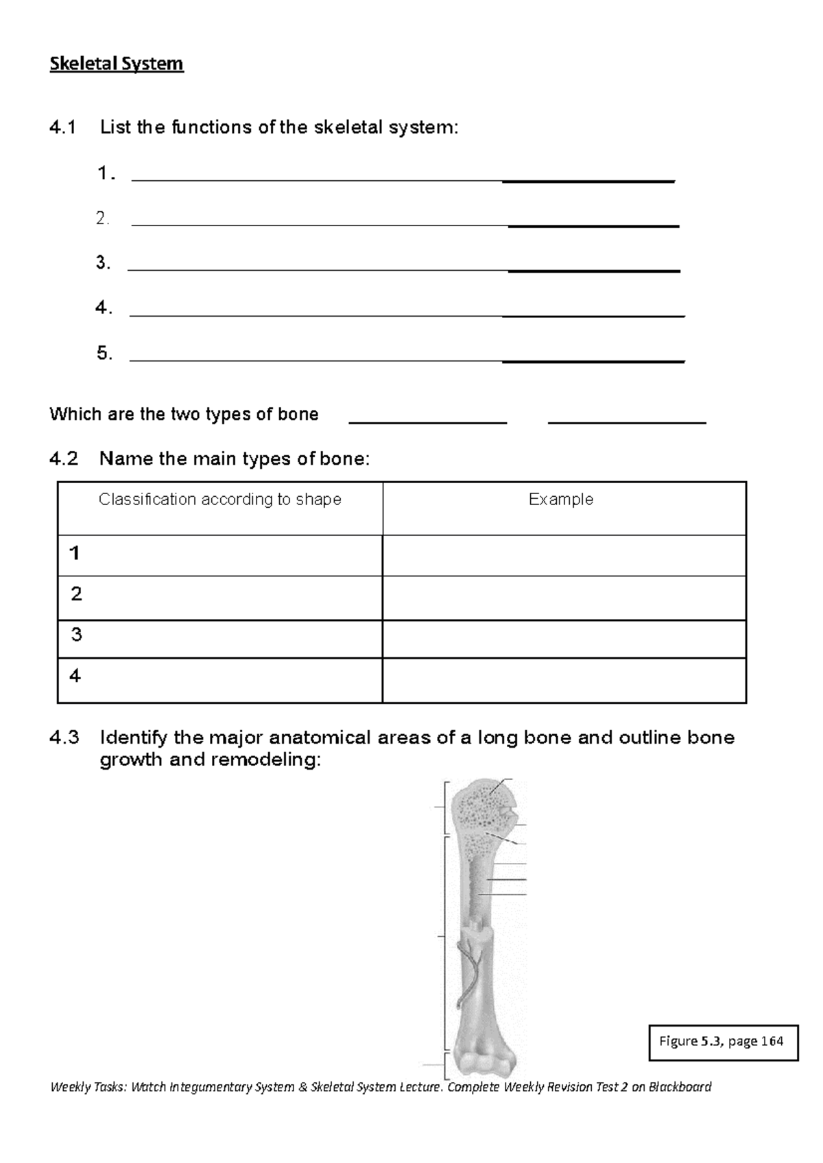 Tutorial 2 Skeletal System revision sheet - Skeletal System 4 List the ...