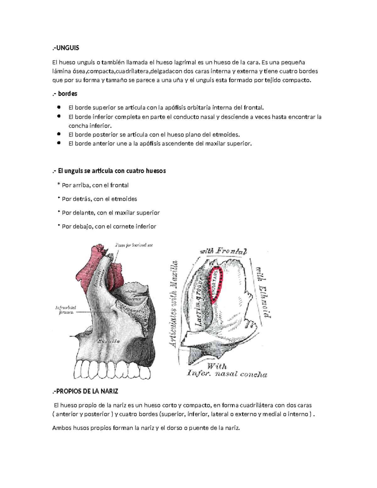 Unguis,nasales,propios de la nariz - .-UNGUIS El hueso unguis o también ...