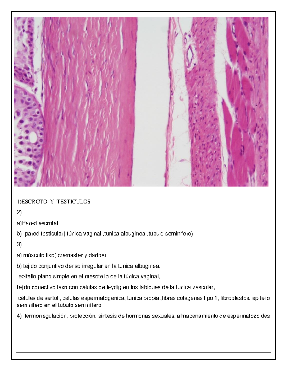 Reproducutor Masculino - 1)ESCROTO Y TESTICULOS 2) a)Pared escrotal b ...