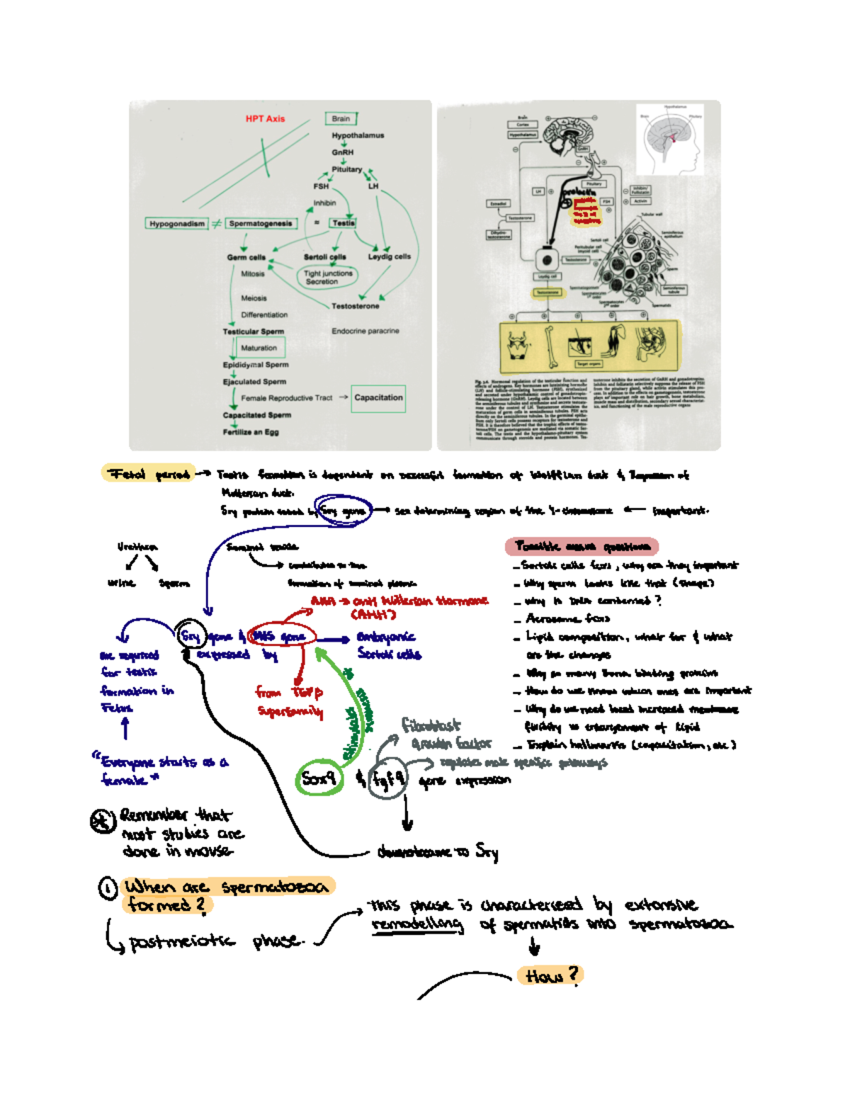 Lecture 6 — spermatogenesis - PHS4336 - Studocu