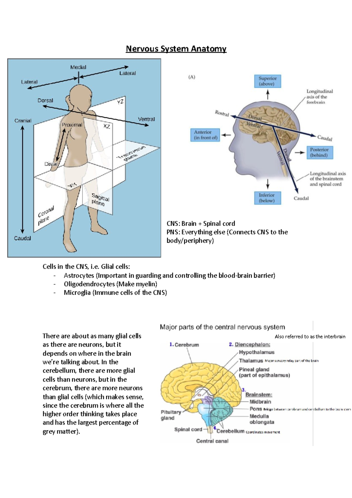 BIOM2000 2- Summary Notes (Topic 2- Nervous System Anatomy) - Nervous ...