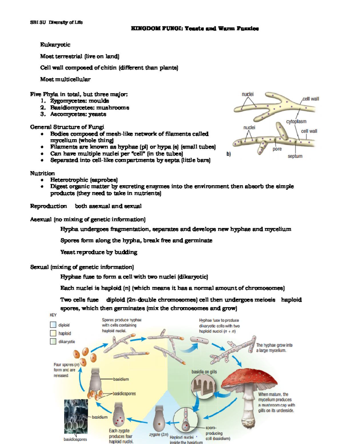 SBI 3U Fungi - none - SBI 3U Diversity of Life KINGDOM FUNGI: Yeasts ...