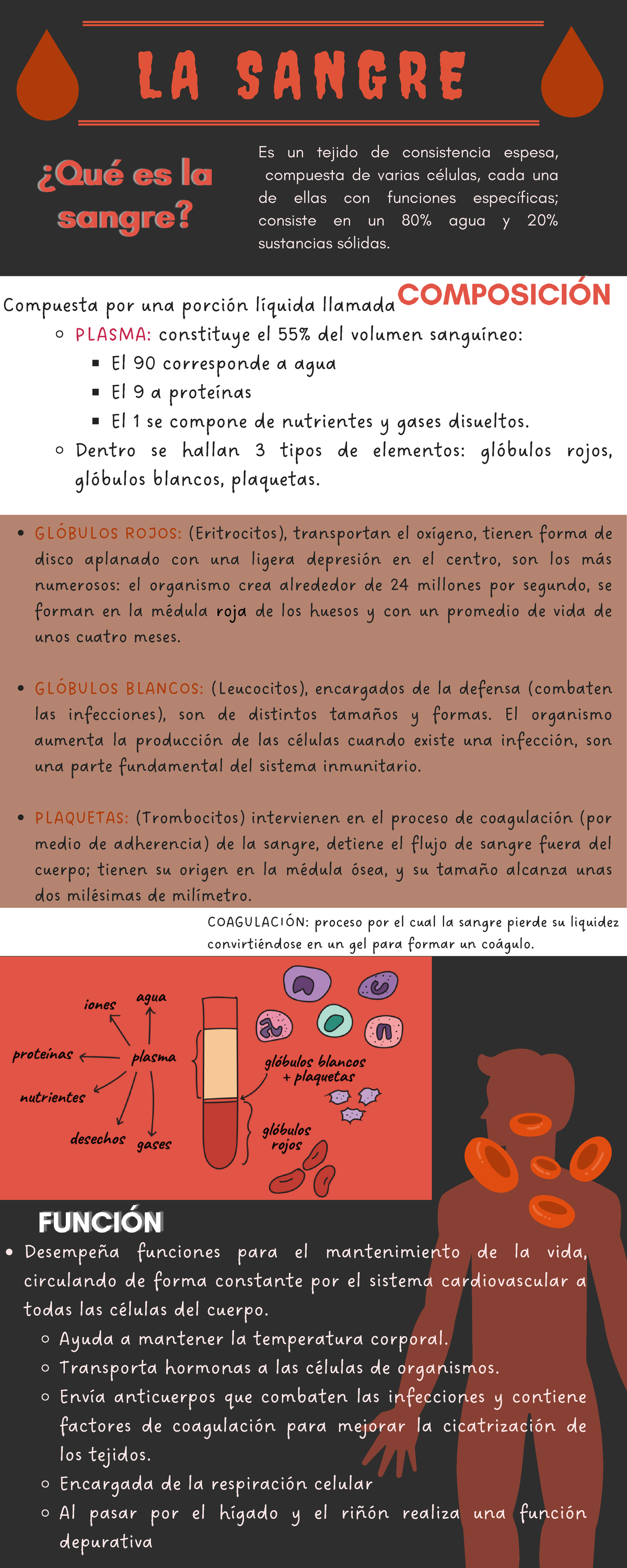 Infografía La sangre - COMPOSICIÓN PLASMA: constituye el 55% del ...