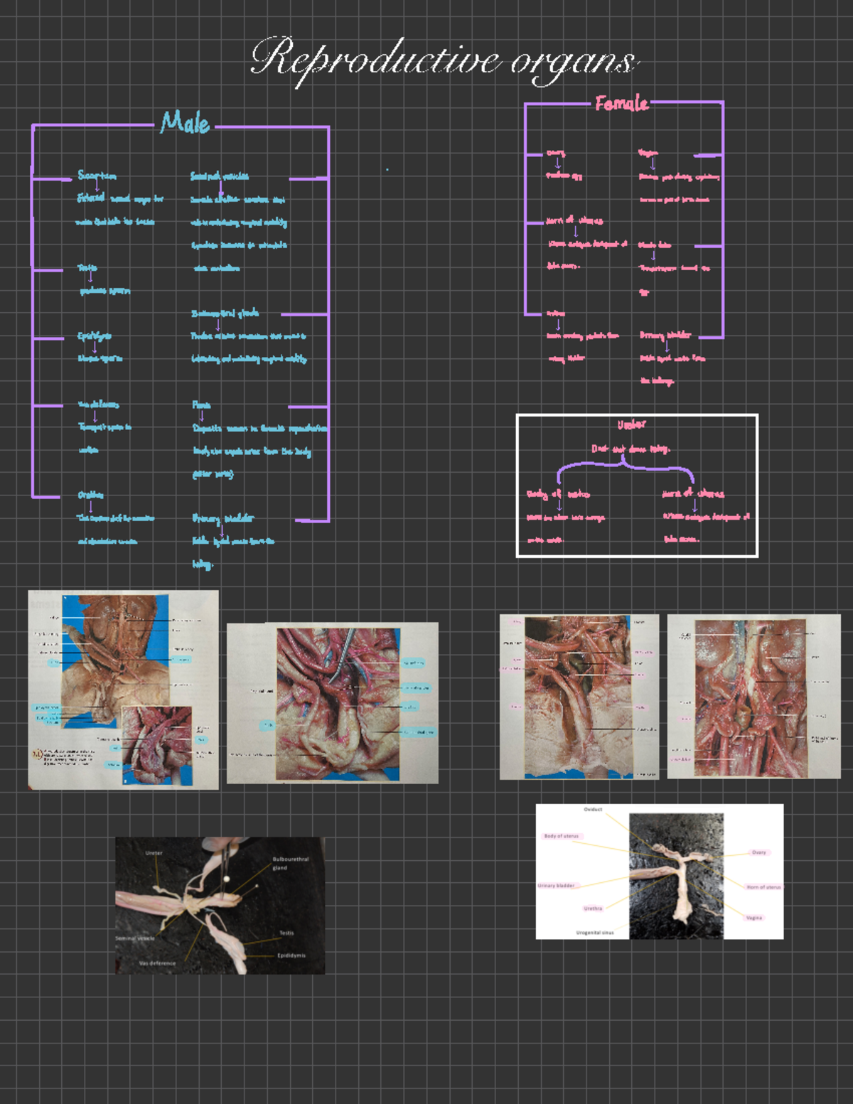 BIO 109L Pig Dissection Reproductive Organs - Reproductive organs ...