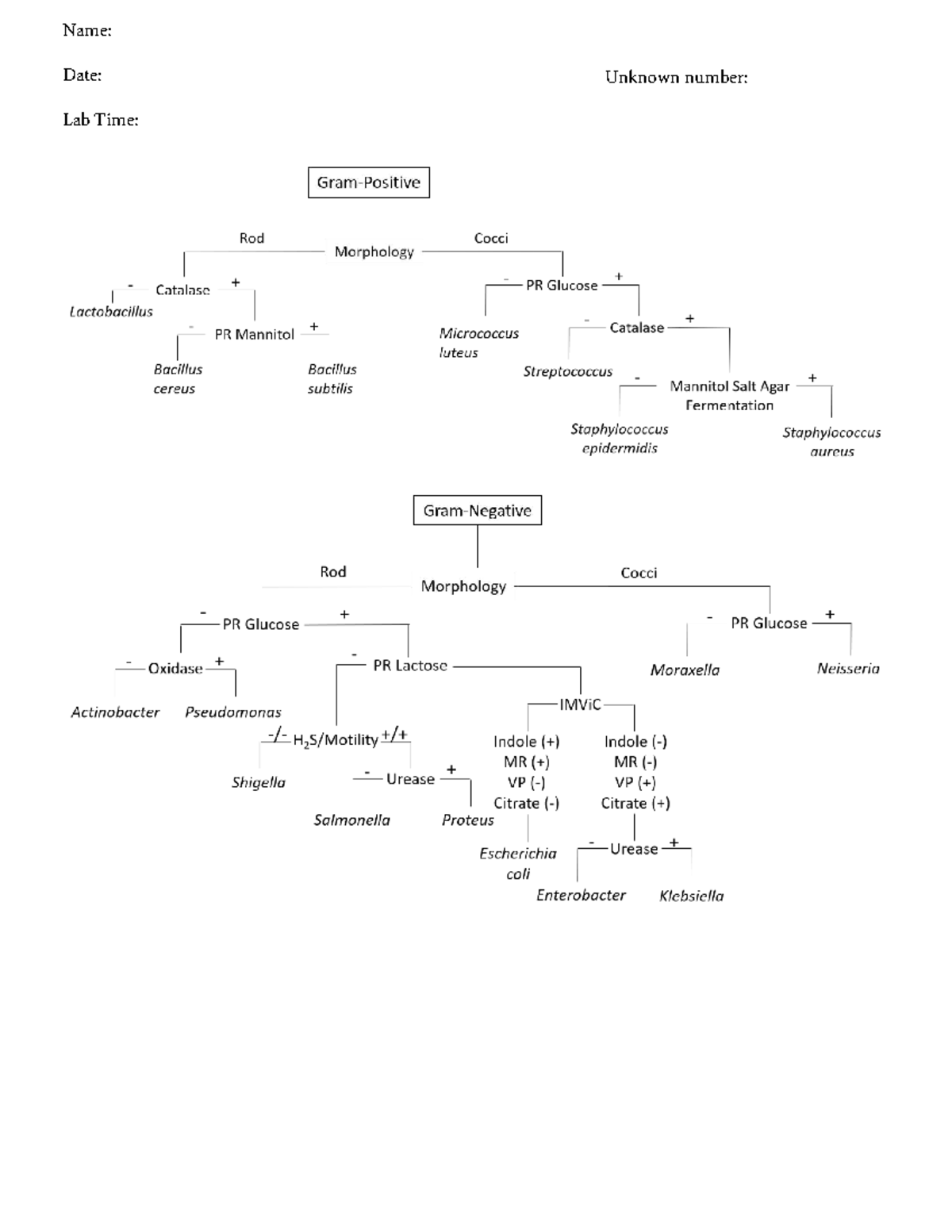 New Dichotomous Key - MCB 3020C - Name: Date: Lab Time: Unknown number ...