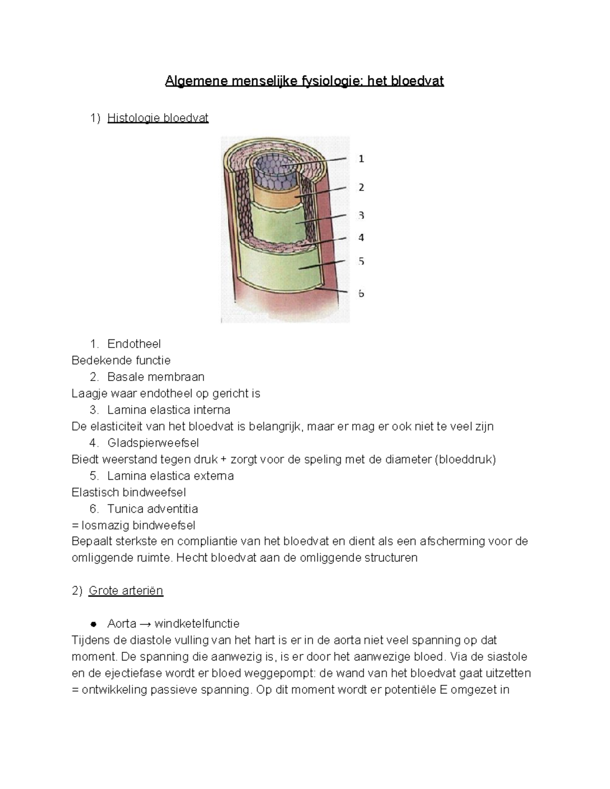 Het bloedvat - Endotheel Bedekende functie 2. Basale membraan Laagje ...