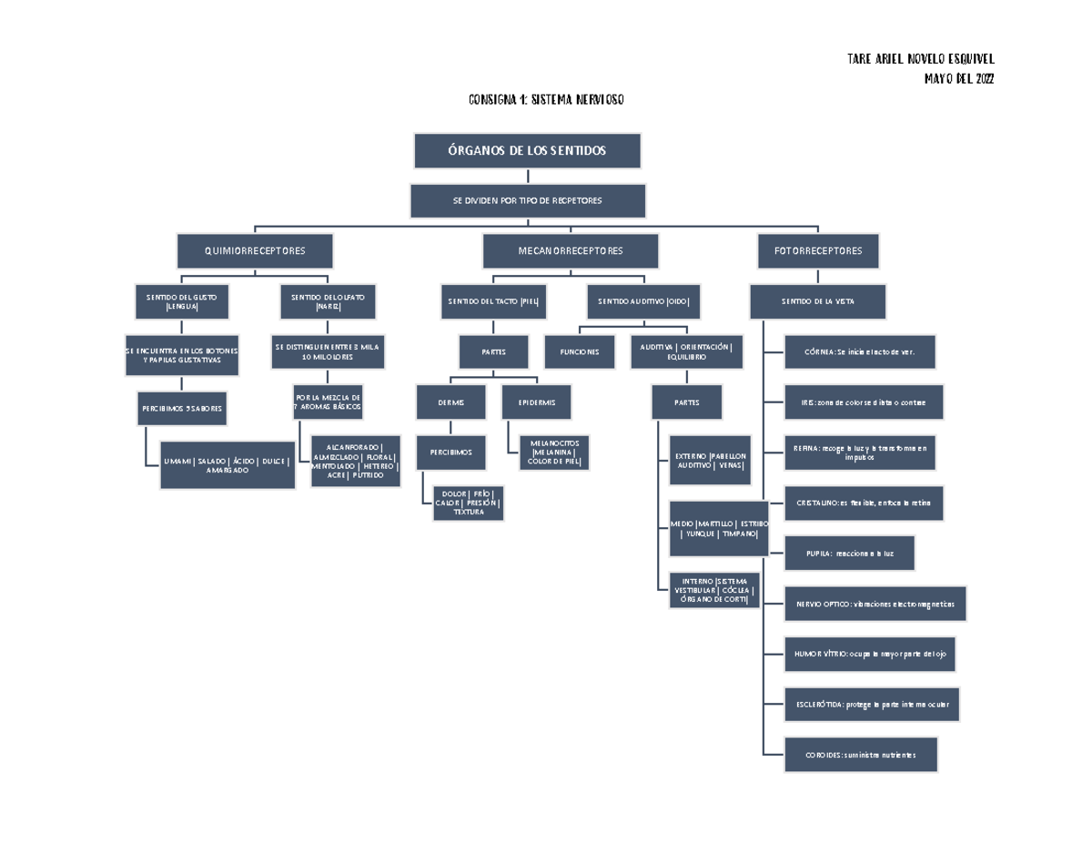 Consigna 1 Biología - Mapa sobre El sistema Nervioso - TARE ARIEL ...