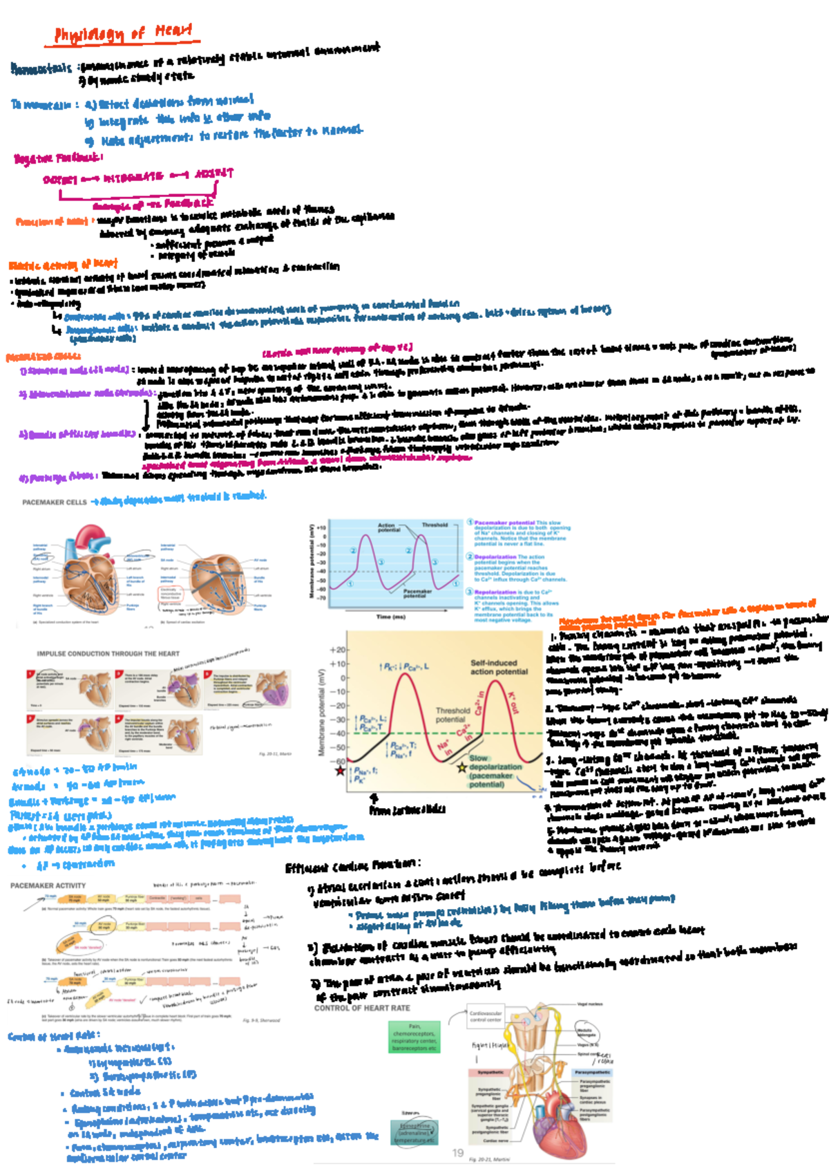 CVS Physiology Notes - HSC1001 - Studocu