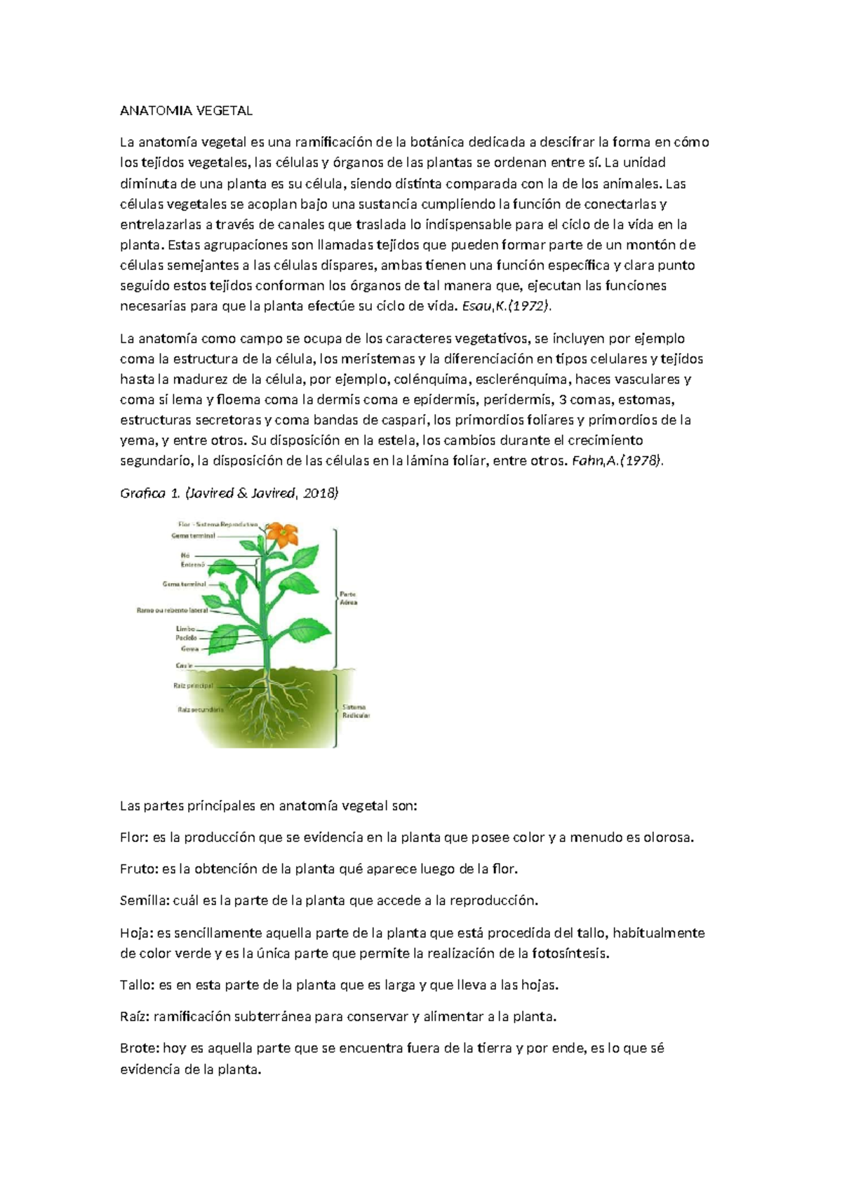 Anatomia Vegetal - ANATOMIA VEGETAL La anatomía vegetal es una ...