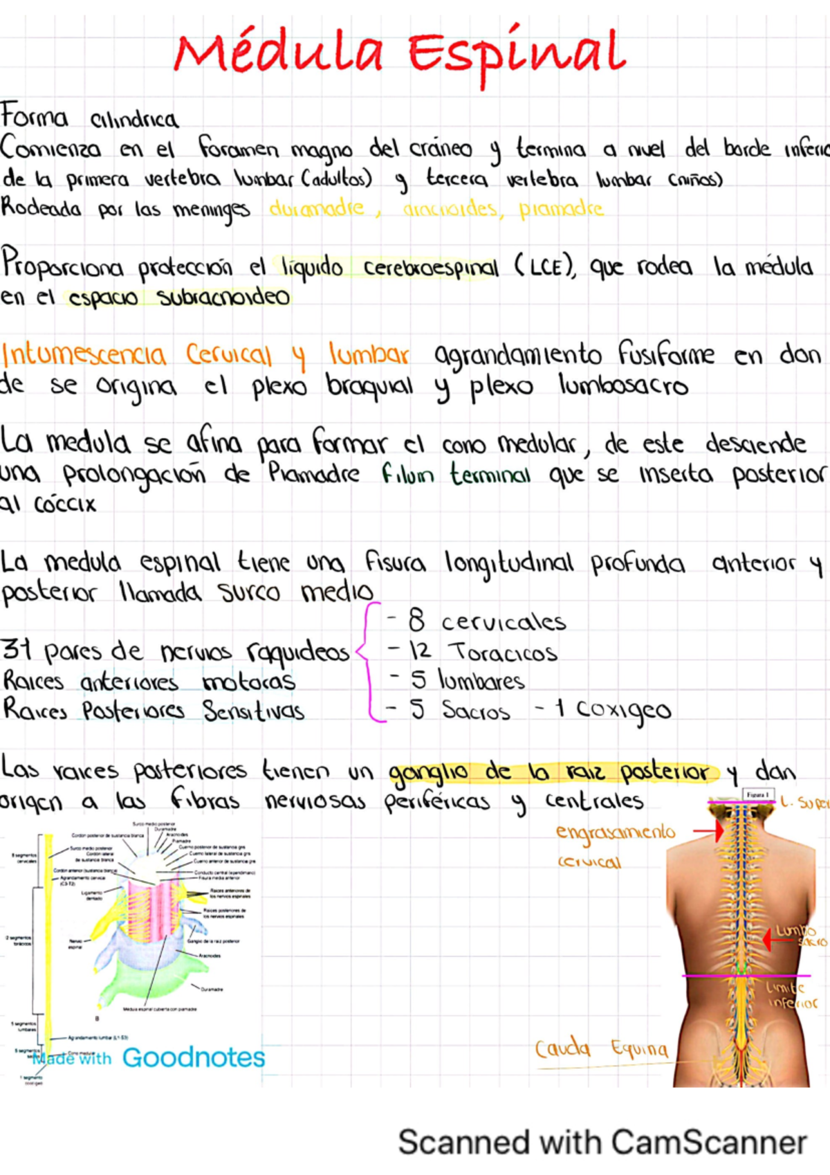 Médula espinal - Anatomía Humana - Studocu